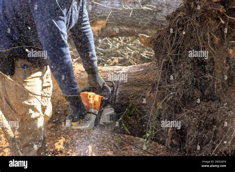 An Eco Disaster Is Created By Service Worker Who Uses Chainsaw To Cut