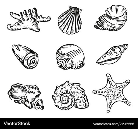 Ракушка рисунок для детей (Много фото) - drawpics.ru