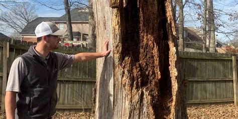 What Causes A Tree Trunk To Split Vertically What To Do