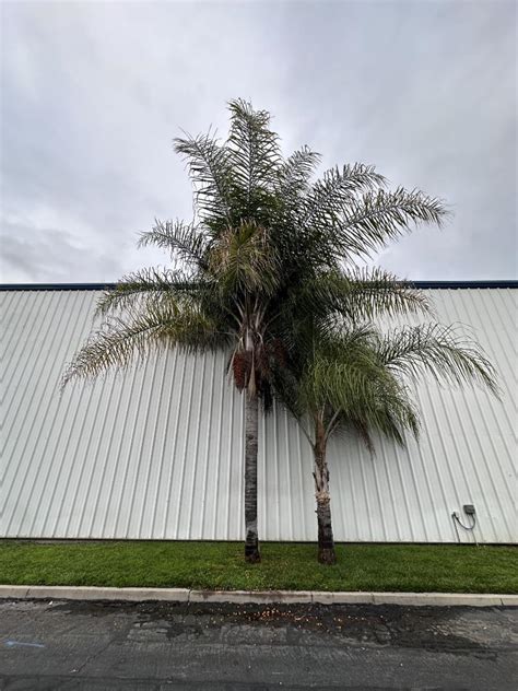 Germinating Palm Nut Is Stuck Palms In Pots Palmtalk