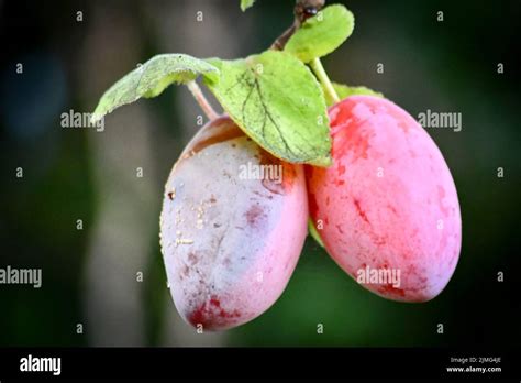 Big Fat Plums Hi Res Stock Photography And Images Alamy