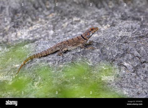 Cuviers Madagascar Swift Oplurus Cuvieri Knows As Madagascan