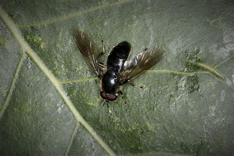 Minnesota Seasons Hoverfly Pipiza Spp