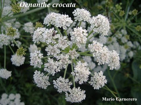Flora De Extremadura Oenanthe Crocata