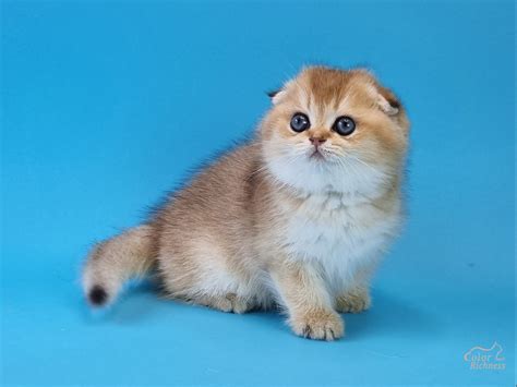 Скоттиш фолд в золотом окрасе с полным пакетом документов