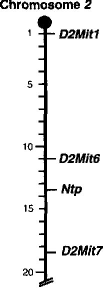 Figure 2 From Genetic Analysis Of Nucleotide Triphosphatase Activity In The Mouse Brain