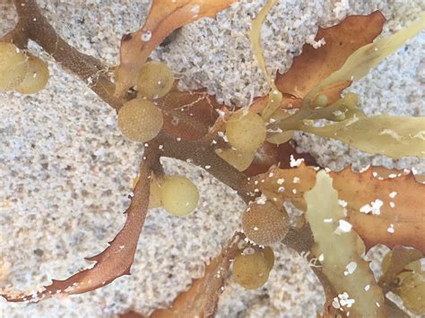 Sargassum Fluitans Knowyourweeds