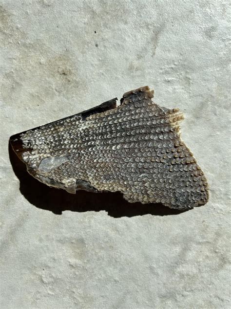 Is This A Shell Or Hardened Piece Of A Fish Rshells