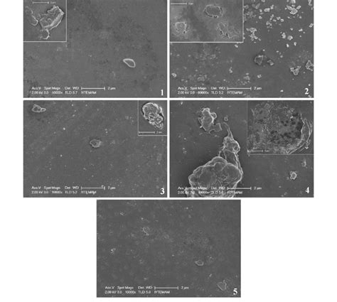 Scanning Electron Micrographs Of The Surface Of The Films Film 1 1
