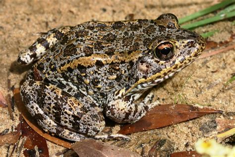 Are There Cane Toads In North Carolina Amphipedia