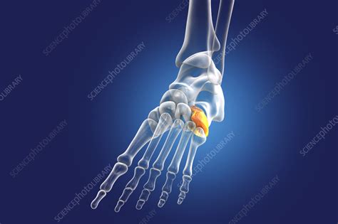 Cuboid Bone Illustration Stock Image F0366561 Science Photo Library