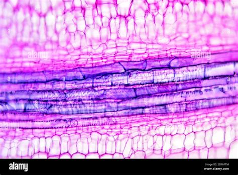 Xylem And Phloem Microscope