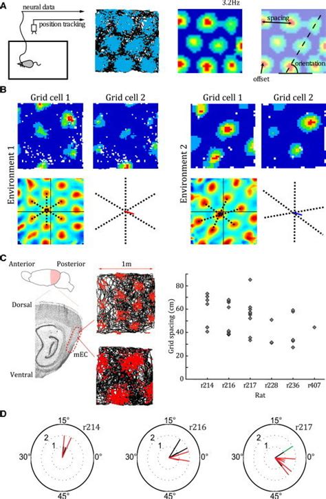 Properties Of The Grid Cell System Download Scientific Diagram