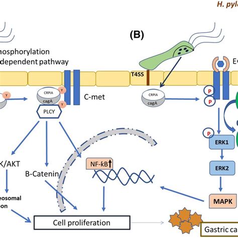 Phosphorylation Dependent And Independent Pathway Through Caga Caga