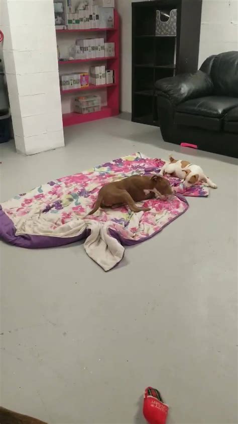 Phoenix Rising Rescue Home Facebook