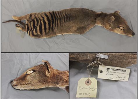 First Rna Extracted From Extinct Species May Help Thylacine Resurrection