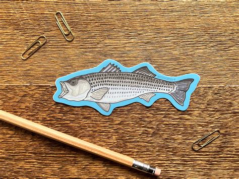 Striped Bass Sticker Noteworthy Paper And Press