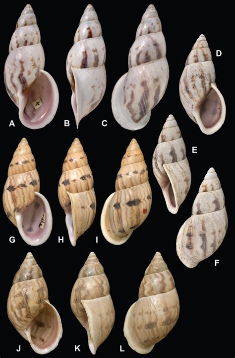 Drymaeus Hidalgoi Da Costa 1898 Conquiliologistas Do Brasil