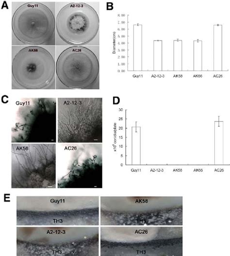 Phenotypic Analysis Of Δmoldb1 Mutants Of Magnaporthe Oryzae A