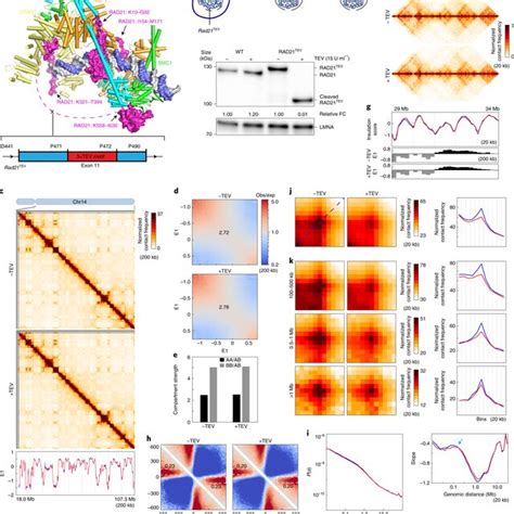Rad21 Cleavage Reduces The Ctcf Ctcf Loop Interactions A Structure Of