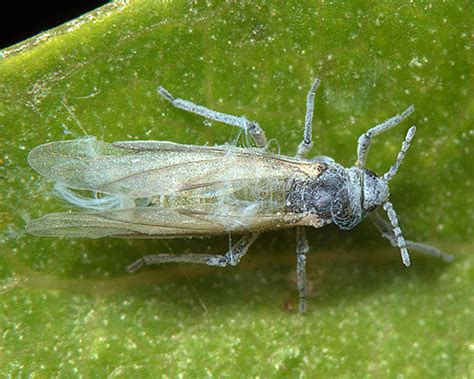 Pemphigus Spyrothecae Poplar Spiral Gall Aphid Identification