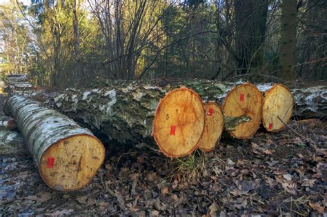 Organizacje pozarządowe wspierają apel przemysłu o utrzymanie certyfikacji FSC w Lasach