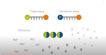 Multiplex Vs Singleplex QPCR What You Need To Know