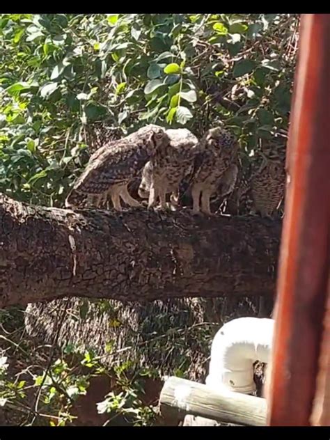 Owls Have A Sixth Sense When Youre Filming Them They Always Know😉