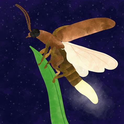 Download Firefly Bug Insect Royalty Free Stock Illustration Image