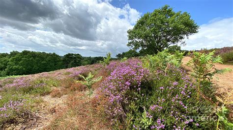 The Colourful Heathland Near Puttenham Surrey England In The Summer