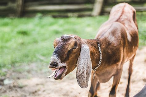 Goat Screaming