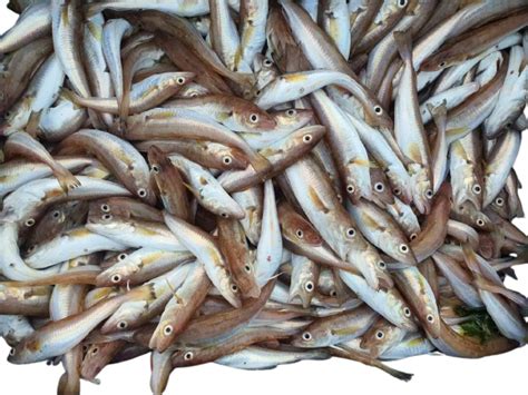 Прясна Риба Ribnaborsa