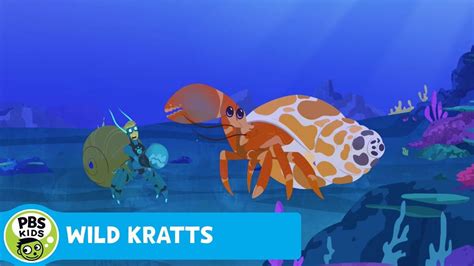 New Wild Kratts Somethings Crabby Wild Kratts Fanon Wiki Fandom