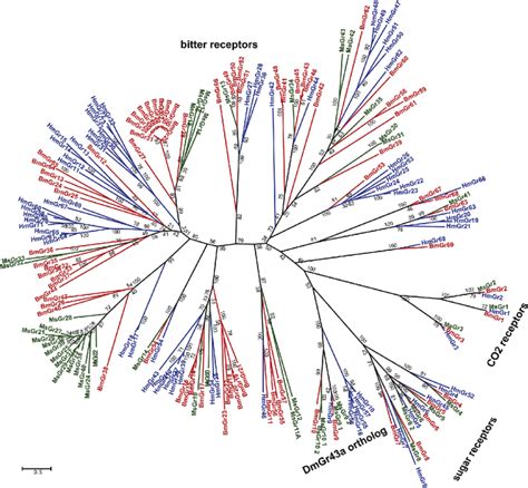 Evolutionary Relationships Of The Grs Identified In Three Lepidopteran Download Scientific