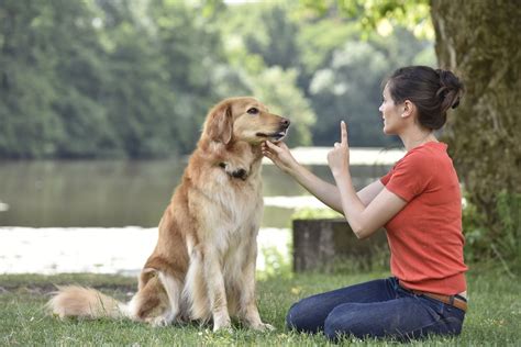 Règles importantes pour dresser son chien Cochien