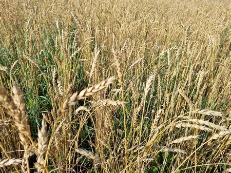 Как сеять сидераты в огороде осенью Что лучше выбрать