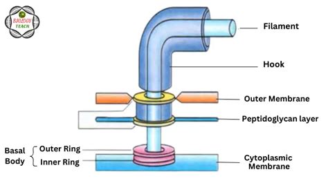 Structure And Function Of A Typical Bacterial Cell With Diagram