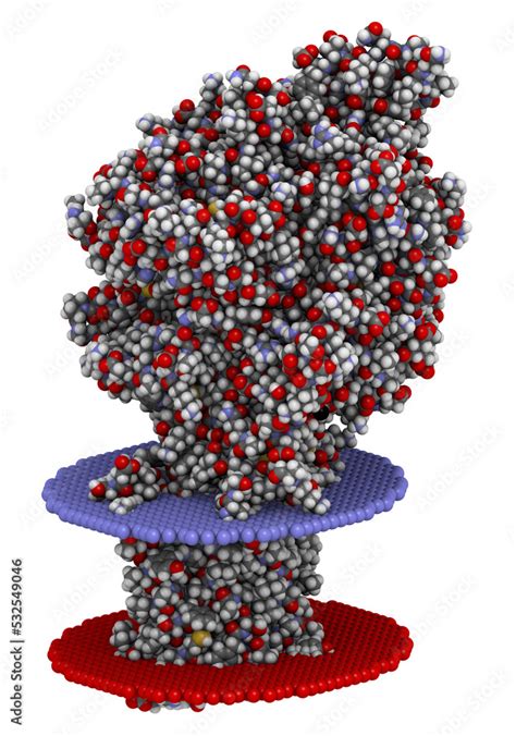 Mitochondrial Complex Ii Succinate Dehydrogenase Avian Enzyme Participates In Citric Acid