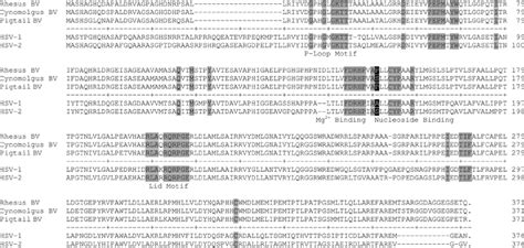 Amino Acid Alignment Of Thymidine Kinase Sequences From Three B Virus