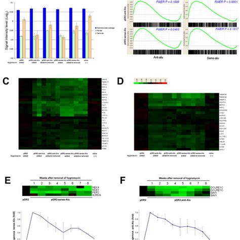 Pdf A Gene Expression Restriction Network Mediated By Sense And Antisense Alu Sequences