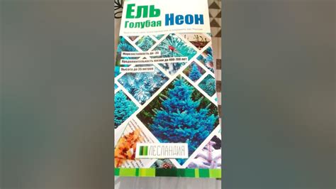 семена Ели голубой Неон Youtube