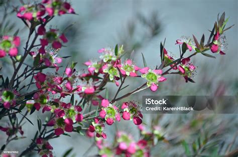 호주 녹차 나무 Leptospermum 루돌프 Myrtaceae 가족의 깊은 핑크색과 붉은 꽃 Leptospermum