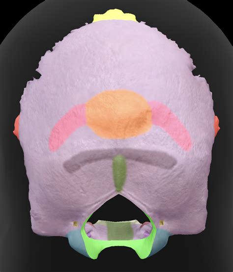 Occipital Bone Landmarks Diagram Quizlet