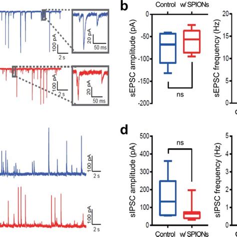 Characterization Of Synaptic Inputs In Primary Hippocampal Neurons