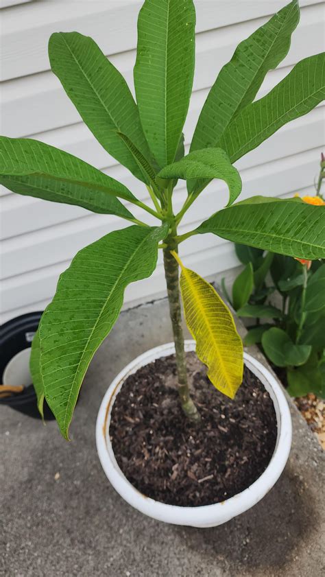 Plumeria Leaves Browning And Yellowing Stunted Growth In The Plumeria