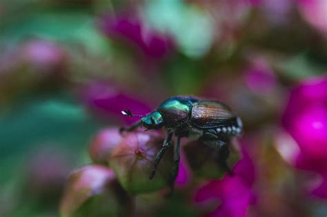 How To Get Rid Of June Bugs How I Get Rid Of