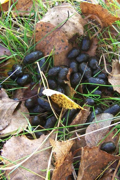 Identify Poo — Mammal Society