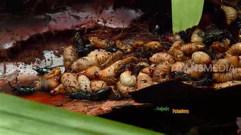 Woman Eats Coconut Worm