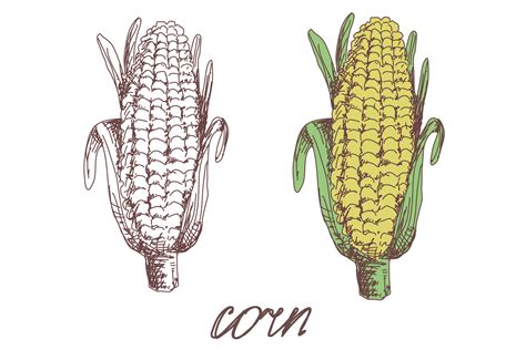 Corn Vegetable Hand Drawn Vector Llustration Realistic Sketch Eco Food