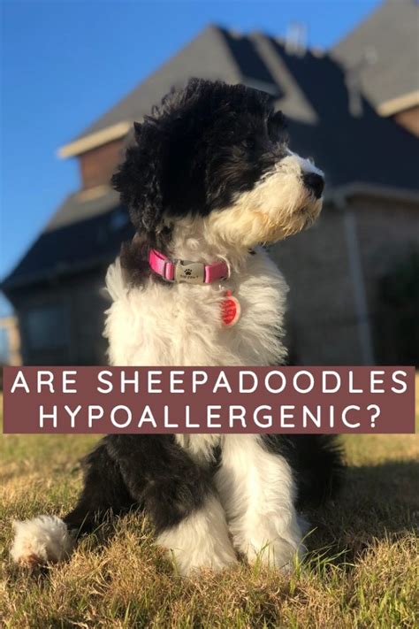 Are Sheepadoodles Hypoallergenic Everything You Must Know